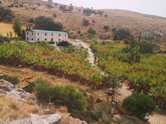 Plot with 6,000 palm trees, 1.9 Ha. Warehouse 300mts - Ronda Properties